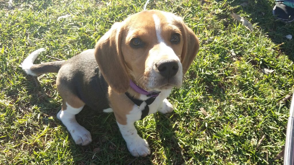 About Cheeky Pup | Cheeky Pup! Dog Training