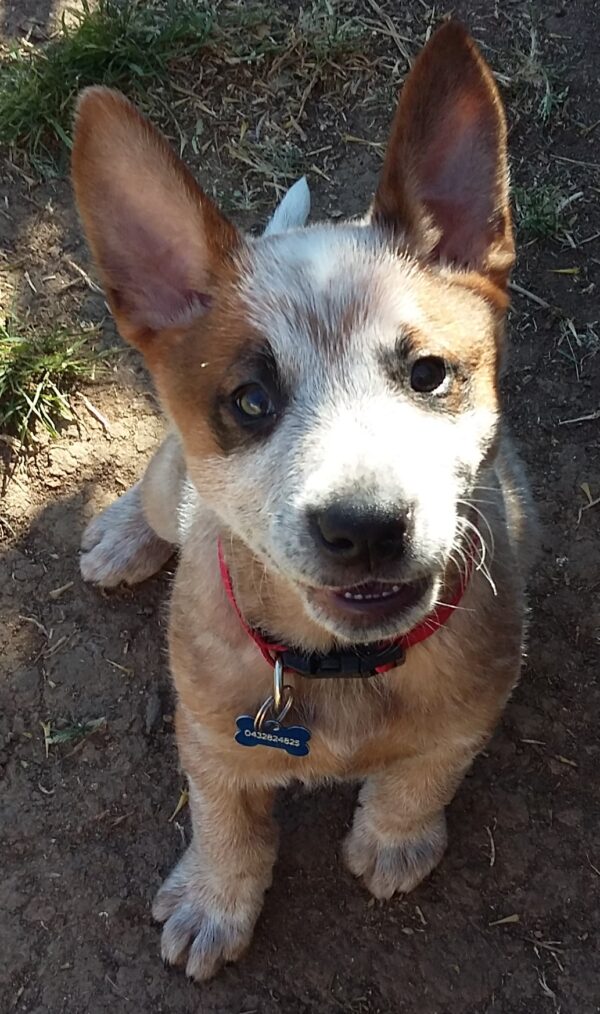 Puppy Preschool | Cheeky Pup! Dog Training