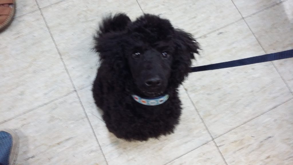 About Cheeky Pup | Cheeky Pup! Dog Training