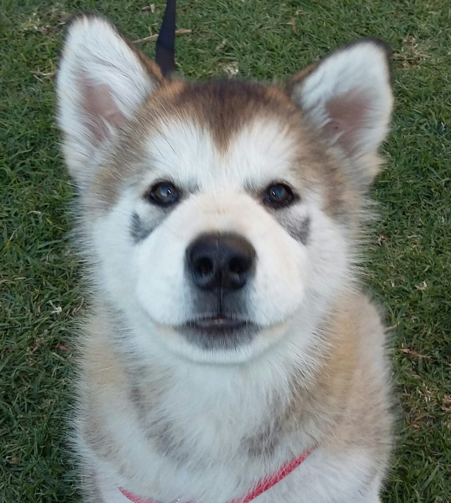 Gallery | Cheeky Pup! Dog Training