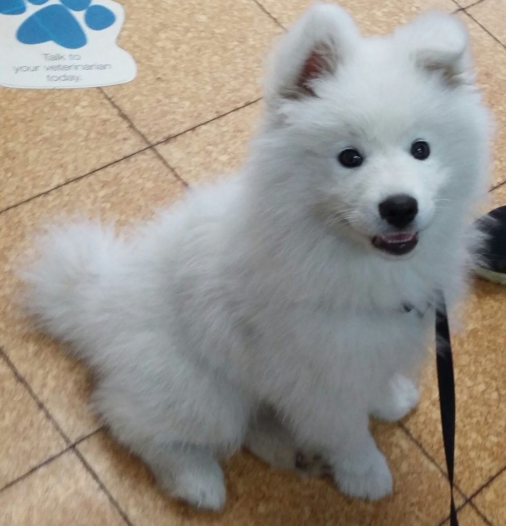 Gallery | Cheeky Pup! Dog Training