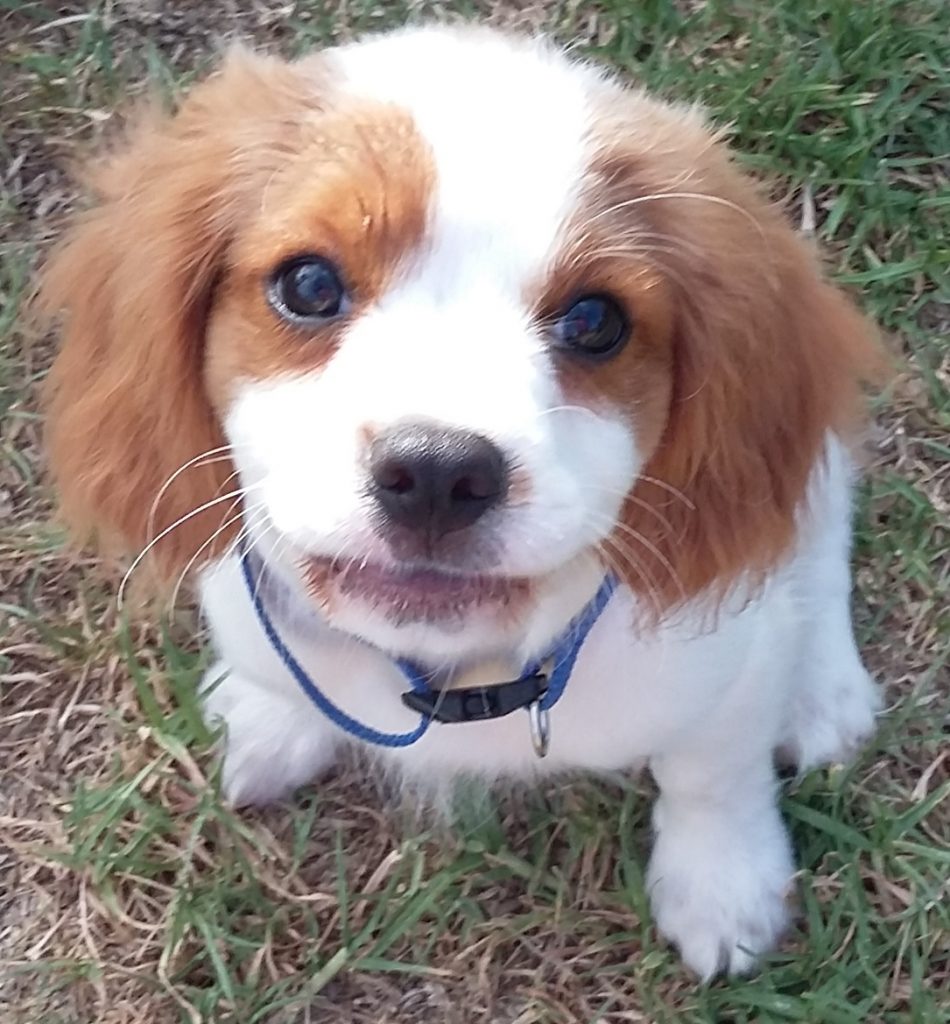 Gallery | Cheeky Pup! Dog Training